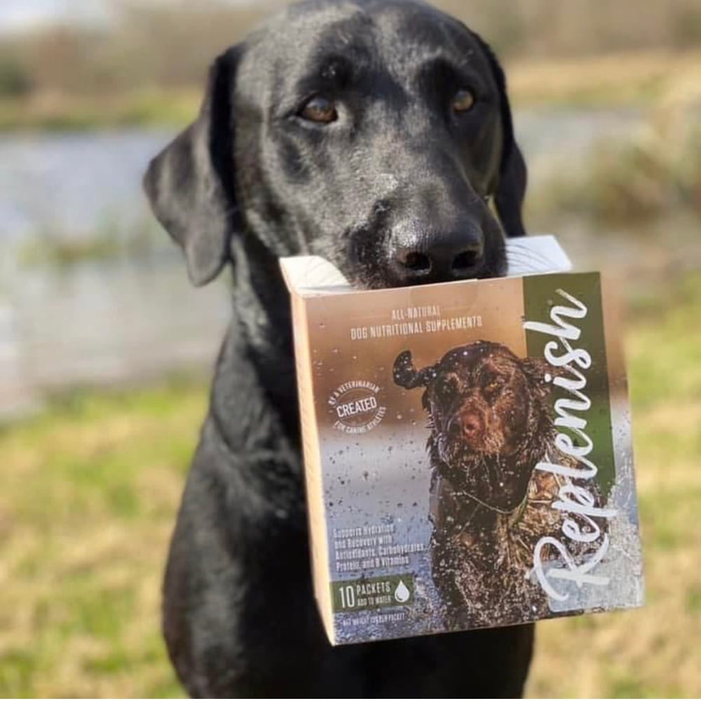 Do Dogs Need Electrolytes