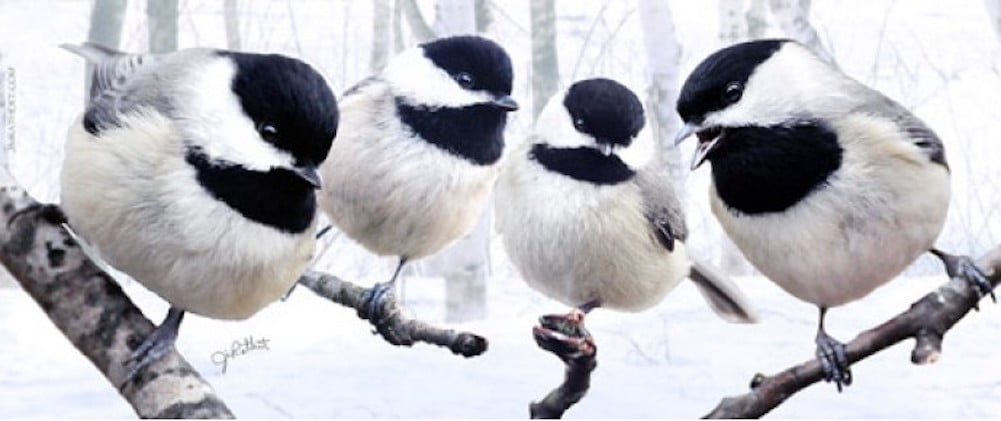 Jim Rathert - 15 oz. Mug - Chickadee in Snow - Walmart.com