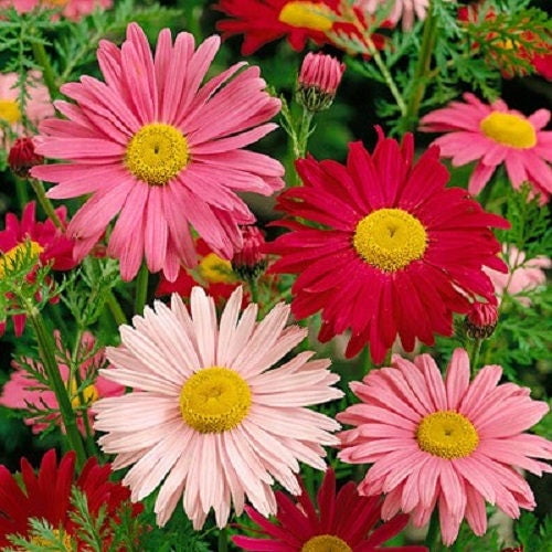 100 Mixed Colors ROBINSONS PAINTED DAISY Chrysanthemum Pink Red Rose ...