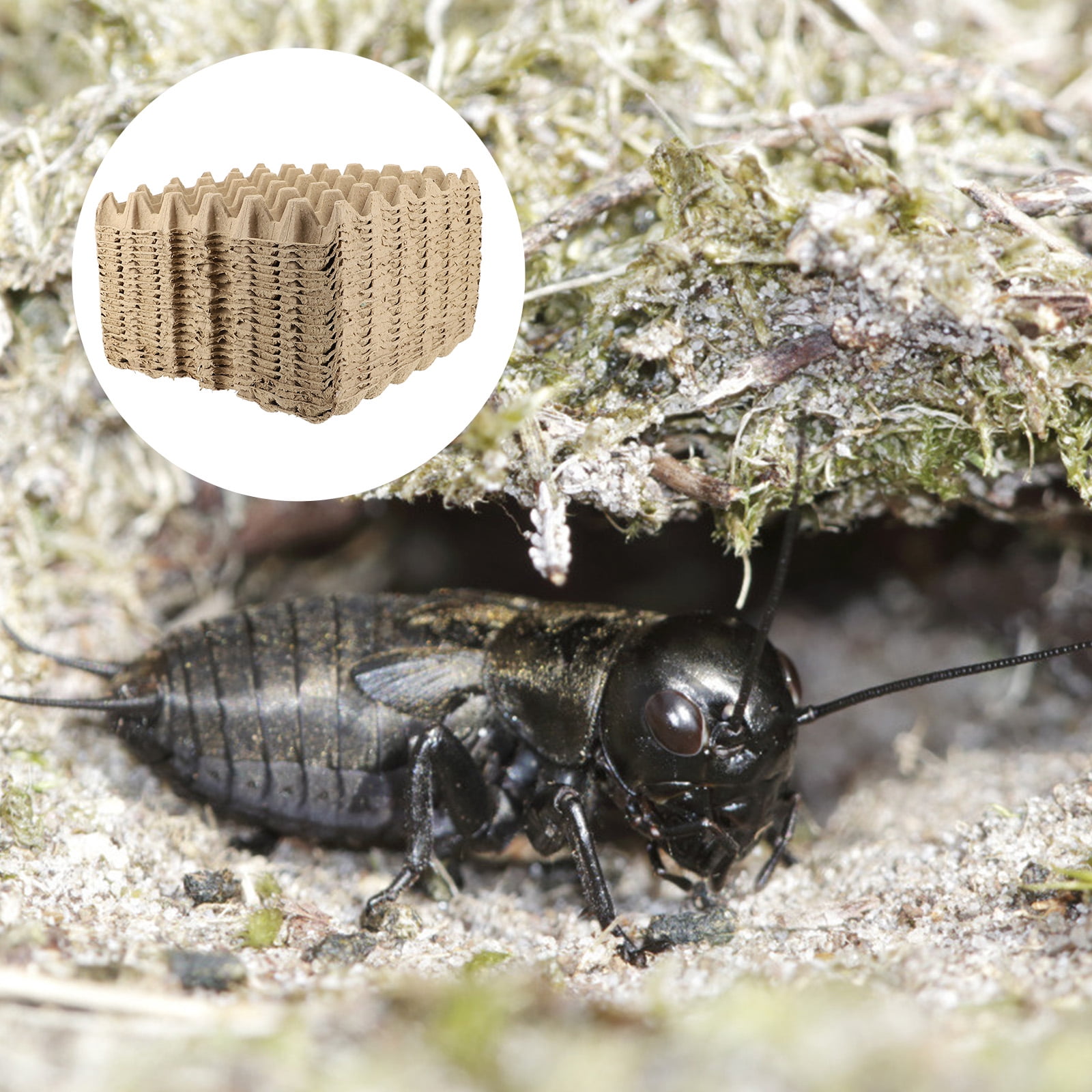 Buy 20pcs 30-Hole Biodegradable Pulp Egg Flats Insect Larva Colony for ...