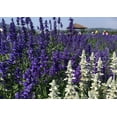 50 Blue Queen Salvia Seeds for Planting, Butterfly, Hummingbird, and ...