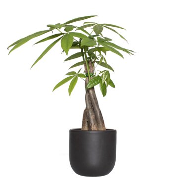 Singapore Money Tree - Walmart.com