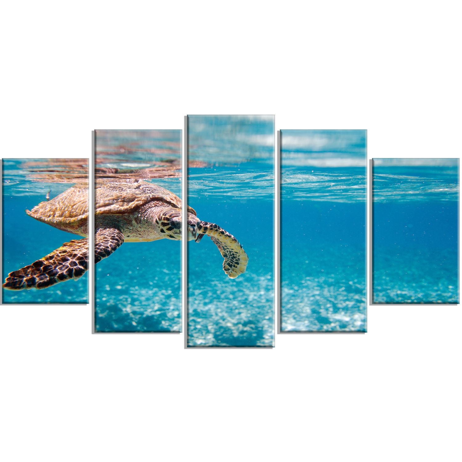 Click here for Designart Design Art Large Hawksbill Sea Turtle Ca... prices