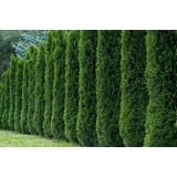 40 Giant Thuja Tree Seeds for Planting - American Arborvitae, Thuja ...