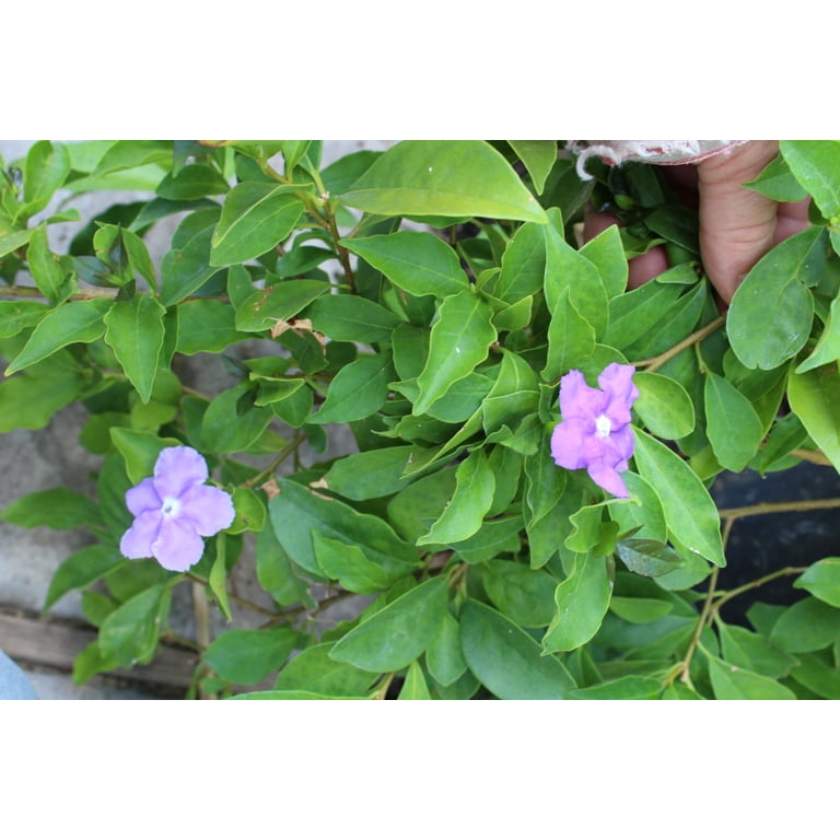 Yesterday Today And Tomorrow Plant