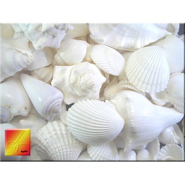 A Mix Of Seashells In Assorted Sizes - Walmart.com