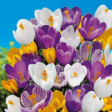 10 Jumbo Saffron Sativus Crocus Corms - Instructions will be Included ...
