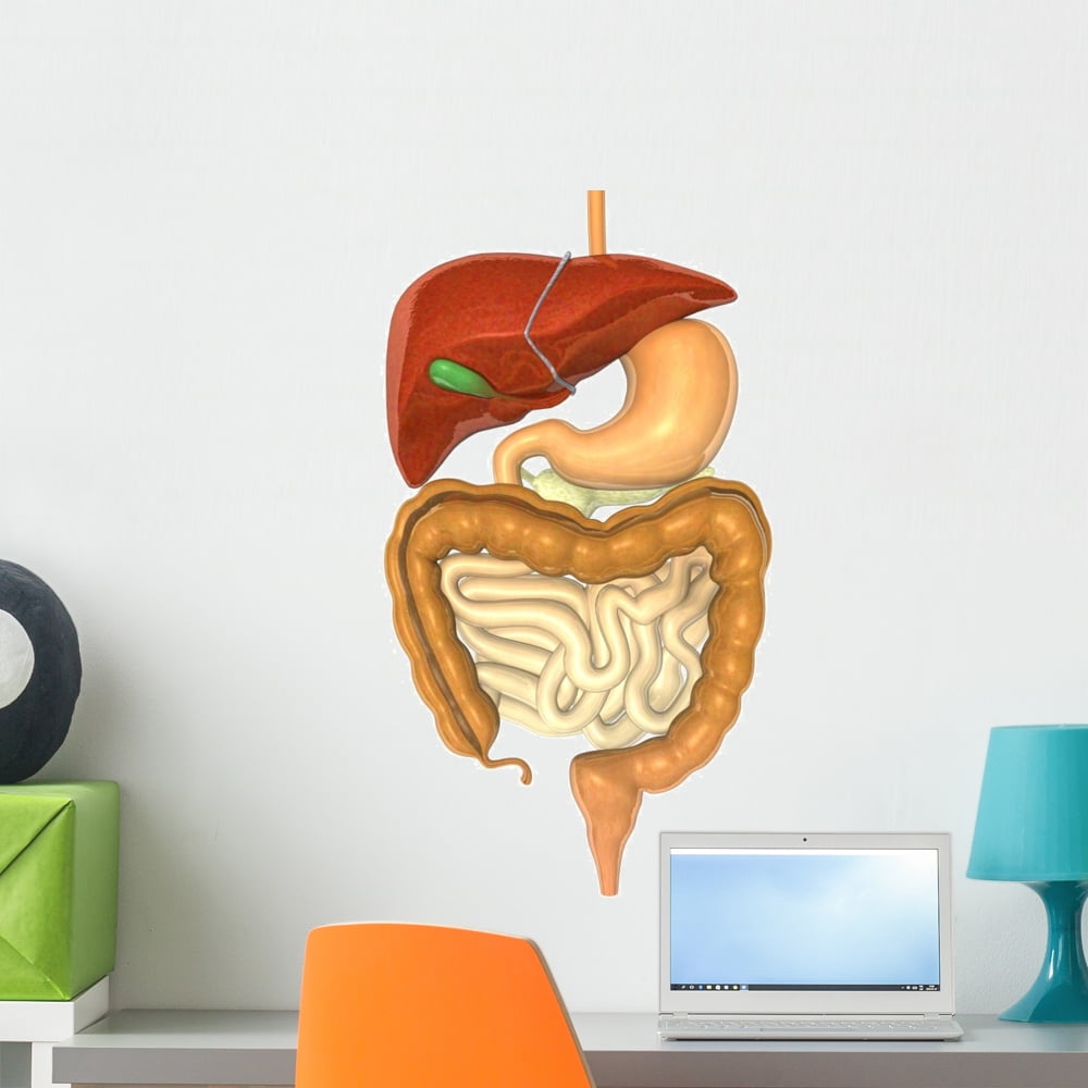 Digestive System Wall Decal by Wallmonkeys Peel and Stick Graphic (24 ...