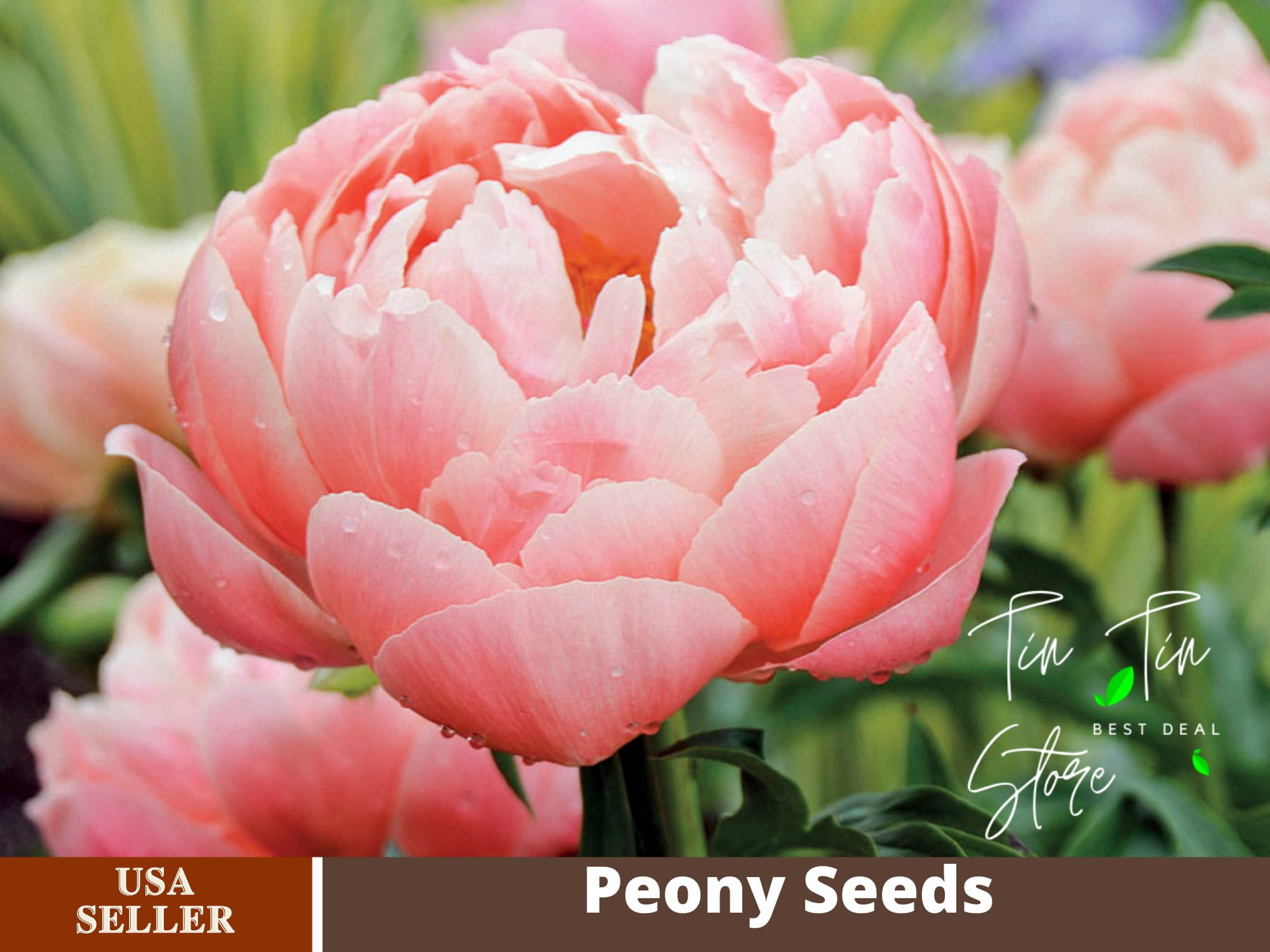 10+ Rare Seeds| Coral Charm Peony Seeds #B011 [BUY 3 GET 1 FREE ...