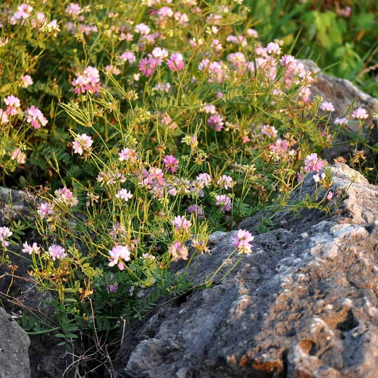 Crown Vetch Erosion Control Crown Vetch | Groundcover, Erosion