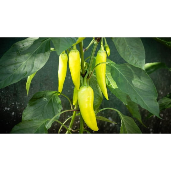 Candy Cane Chocolate Cherry Pepper Seeds for Planting (10 Seeds ...