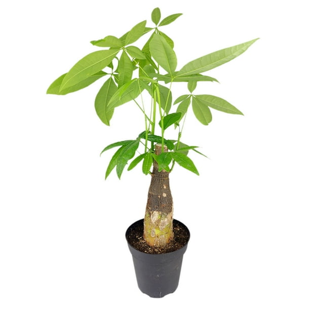 Pachira Stump Money Tree - Feng Shui Lucky Money Tree ( 4"+ Plastic Pot ...