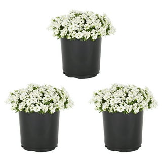 Bunny Tails Ornamental Grass - Lagurus ovatus - 4" Pot - Walmart.com