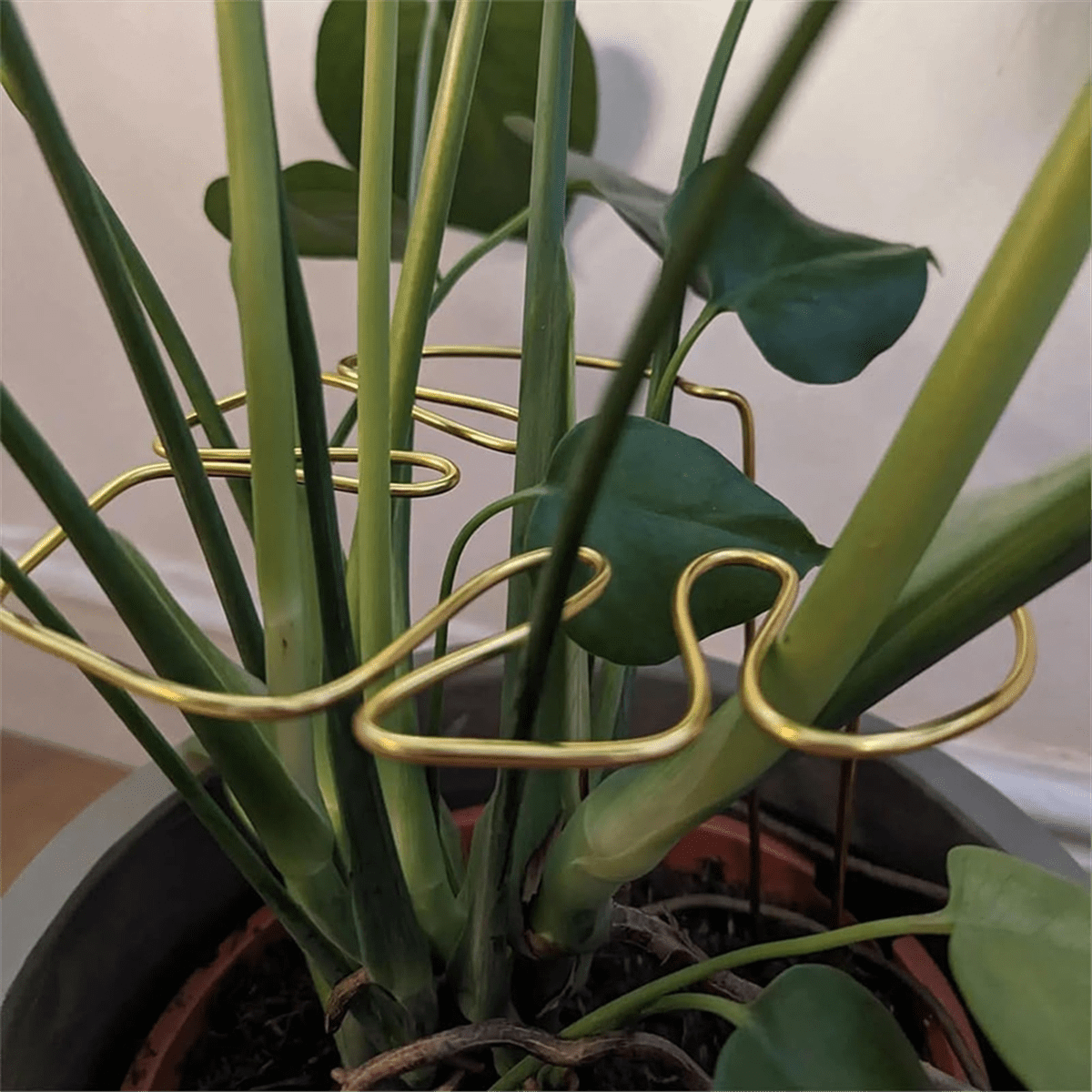Click here for Unbranded Monstera Shaped Plant Support Reusable S... prices