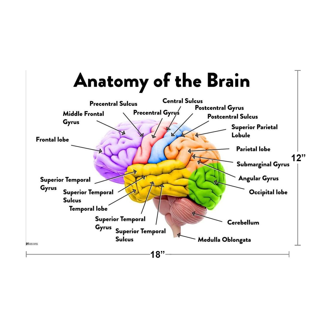 Human Brain Parts Labeled