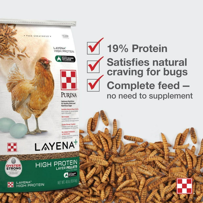 Protein For Chicken Layers