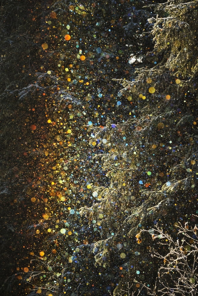 A very unusual situation of ice crystals falling from frosted trees and ...