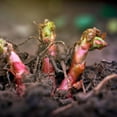 Hardy Perennial Peony Roots For Outdoor Planting Refine Scenery ...