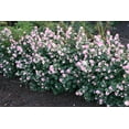 Bloomin' Easy Pinky Promise Snowberry Shrub, 1 Gal, Pink Berries, Mint ...