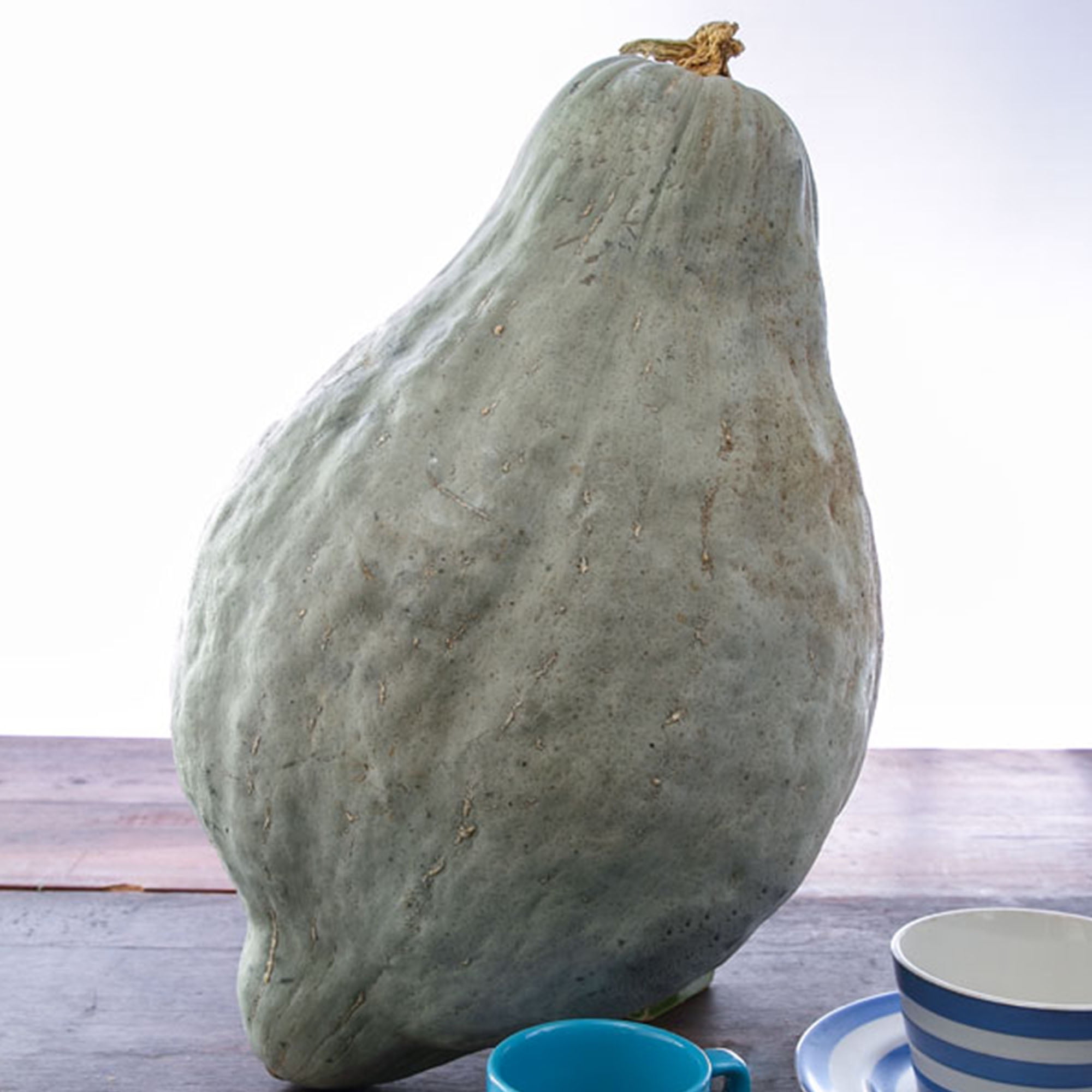 Hubbard Blue Squash Seeds - 1/4 LB ~420 Seeds - Heirloom, Open ...