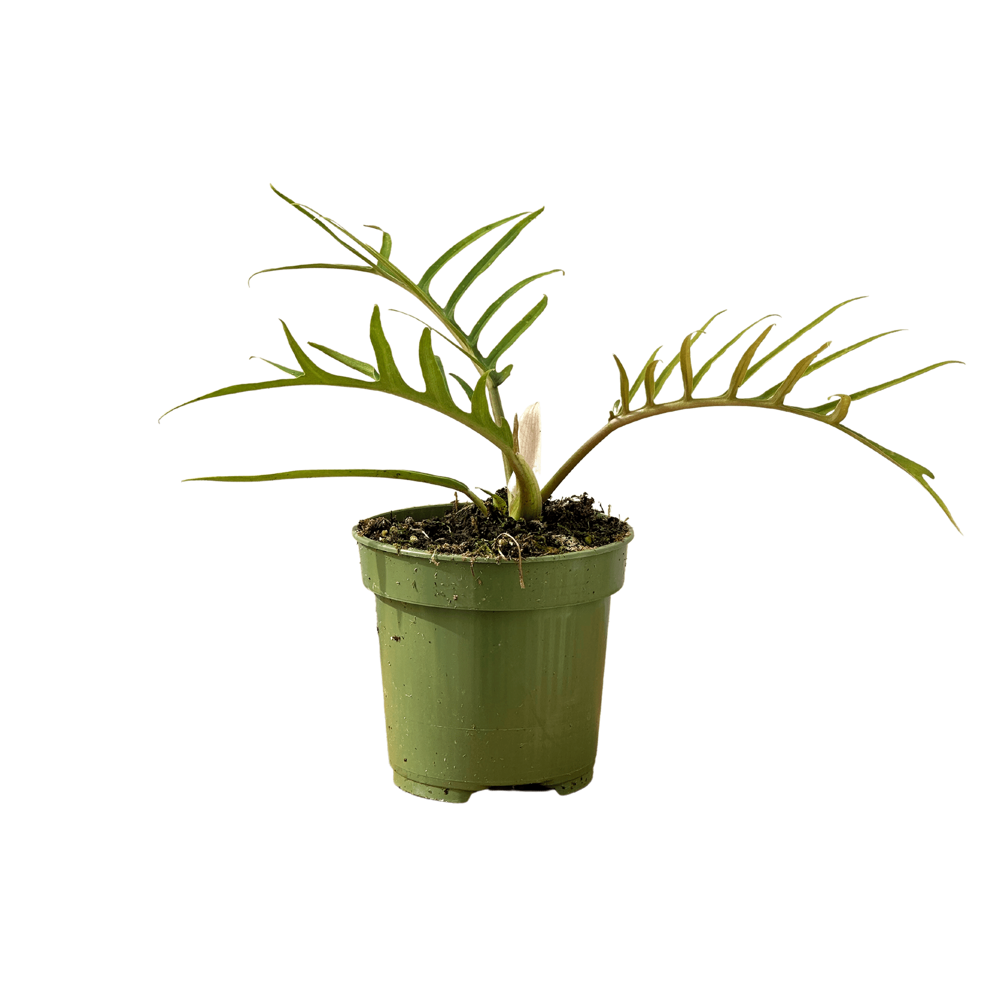 Click here for Plantsome Philodendron Tortum (S) Live Plants In 4... prices