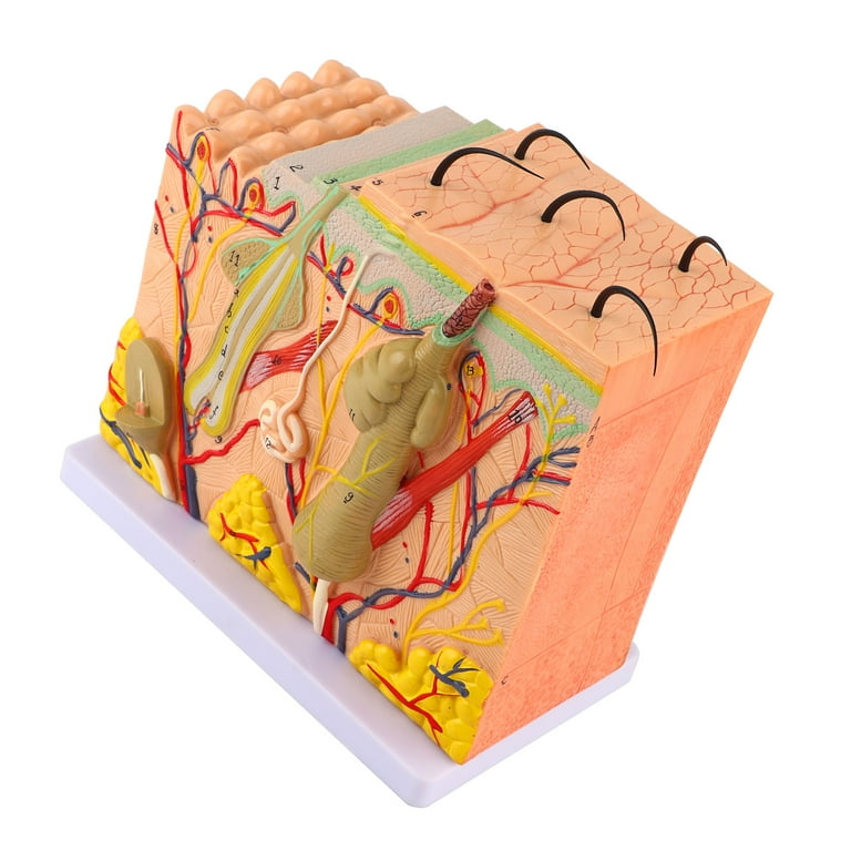 Skin Anatomy Model