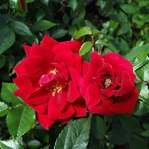 Parade® Freja™ Miniature Rose Bush - Fragrant - NEW for 2021 - 2.5" Pot ...