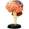 4D Vision Human Head Anatomy Model - Walmart.com