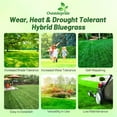 SPF-30 Hybrid Heat & Drought Tolerant Kentucky Bluegrass Seed for Full ...
