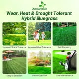 SPF-30 Hybrid Heat & Drought Tolerant Kentucky Bluegrass Seed for Full ...