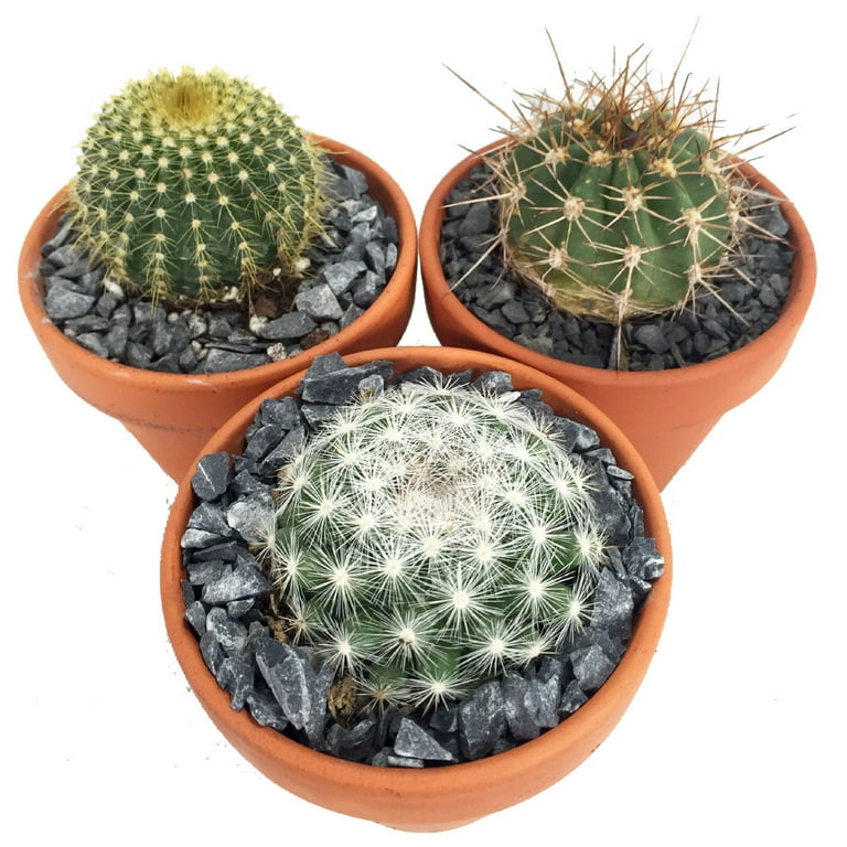 Round Cactus Plants
