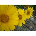 25 YELLOW Torch MEXICAN SUNFLOWER Tithonia Speciosa Flower Seeds ...