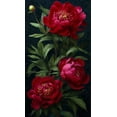 Peony for Planting Now,Fragrant, Hardy Herbaceous Perennials, Garden ...