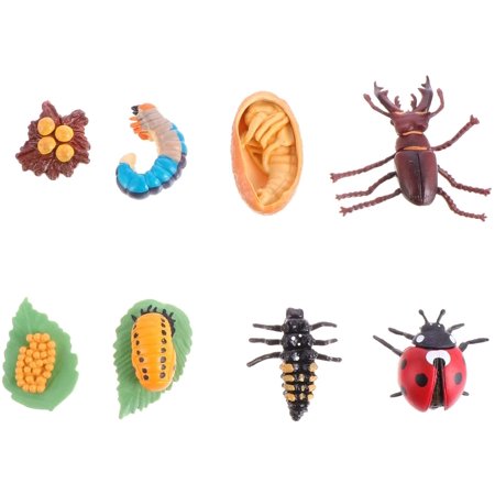 8pcs Insect Life Cycle Figurines Life Cycle of a Ladybug Bee Spider ...