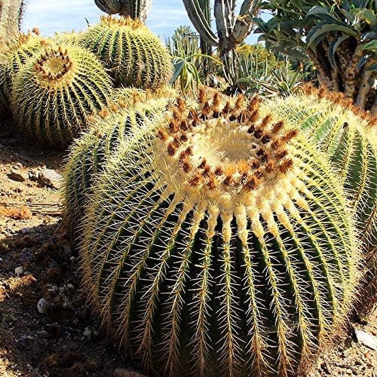 Barrel Cactus