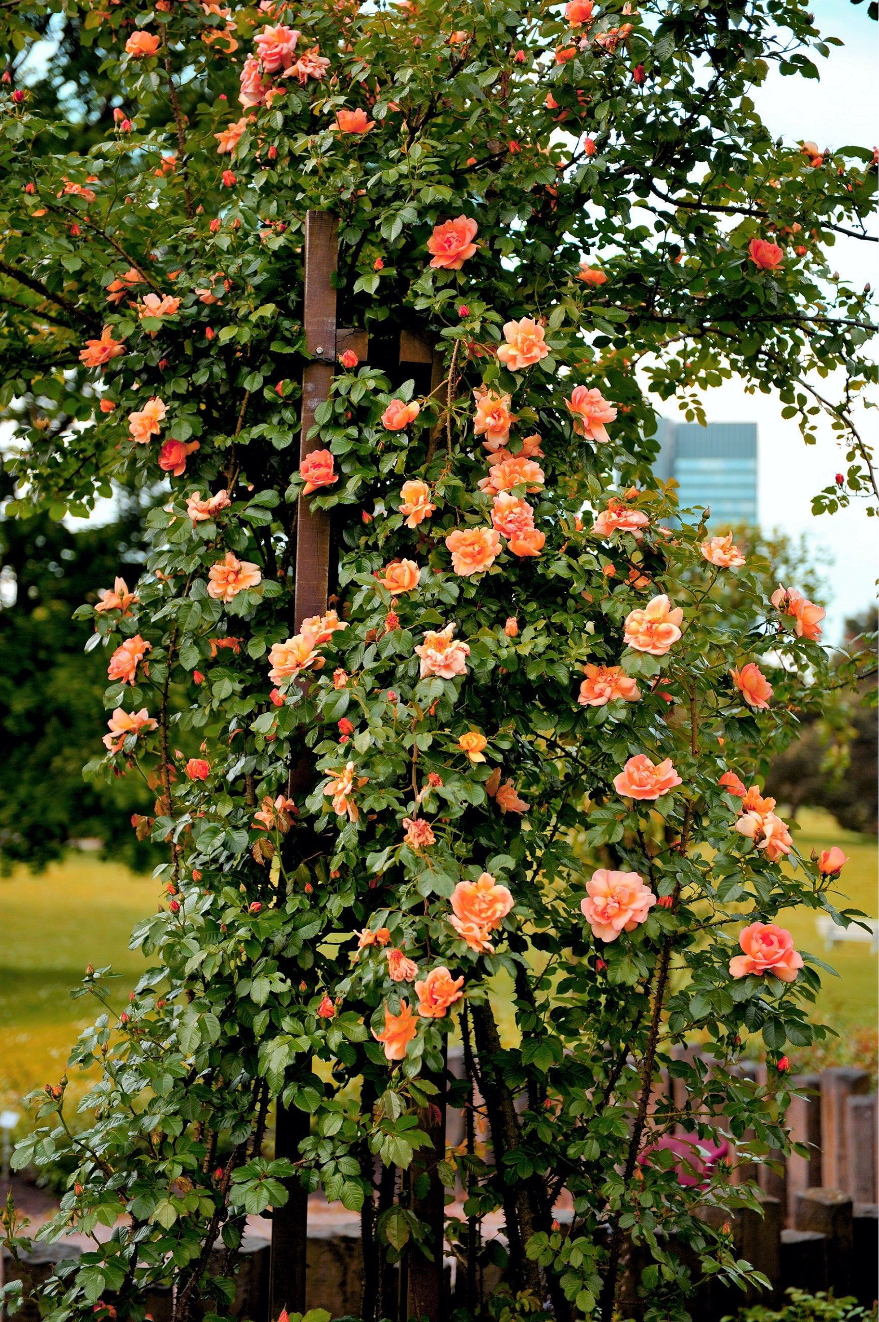 5 ORANGE CLIMBING ROSE Rosa Bush Vine Climber Fragrant Butterfly Flower ...