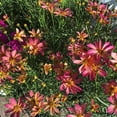 Sweet Tart Coreopsis Tickseed Perennial - Live Plant - Quart Pot ...