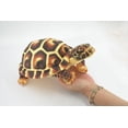 Turtle, Tortoise, Brown, Reptile, Stuffed Animal, Plush, Educational ...