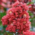 Enduring Summer Red Flowering Crape Myrtle, Outdoor Dormant Bare Root ...