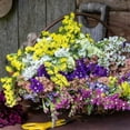 100 Mixed Colors Statice Flower Seeds - Great for Cut Flowers, Easy to ...