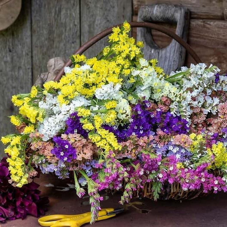 Statice Flower
