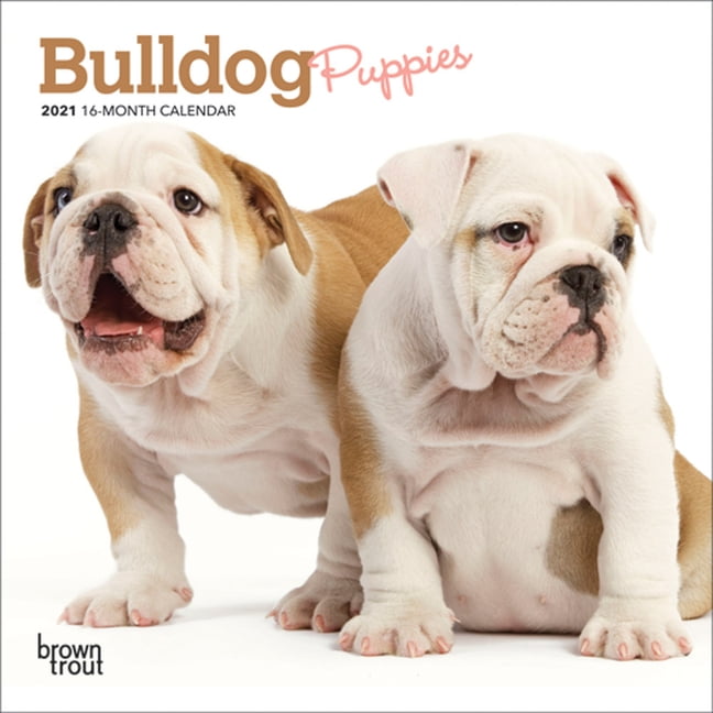 Miniature English Bulldog Puppies