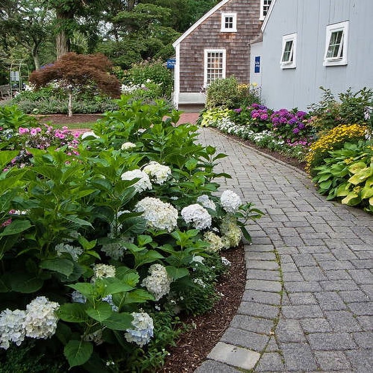Endless Summer Hydrangea Blushing Bride