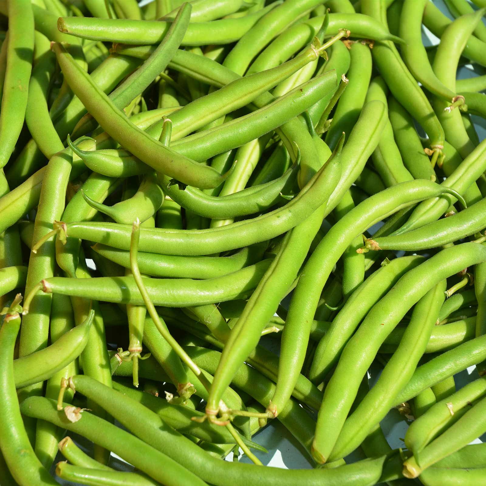 Snap Bean Seeds
