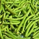 Provider Bush Bean Seeds (Treated) - 1 Lb - Non-GMO, Heirloom Green Snap Bean Seeds - Vegetable ...