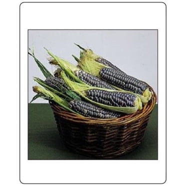 Ornamental Indian Corn Garden Seeds - 1 Lb - Non-GMO, Heirloom, Open ...