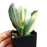 Crassula Hummel's Sunset Succulent (2" Plastic Pot) - Tiny, Lovely ...