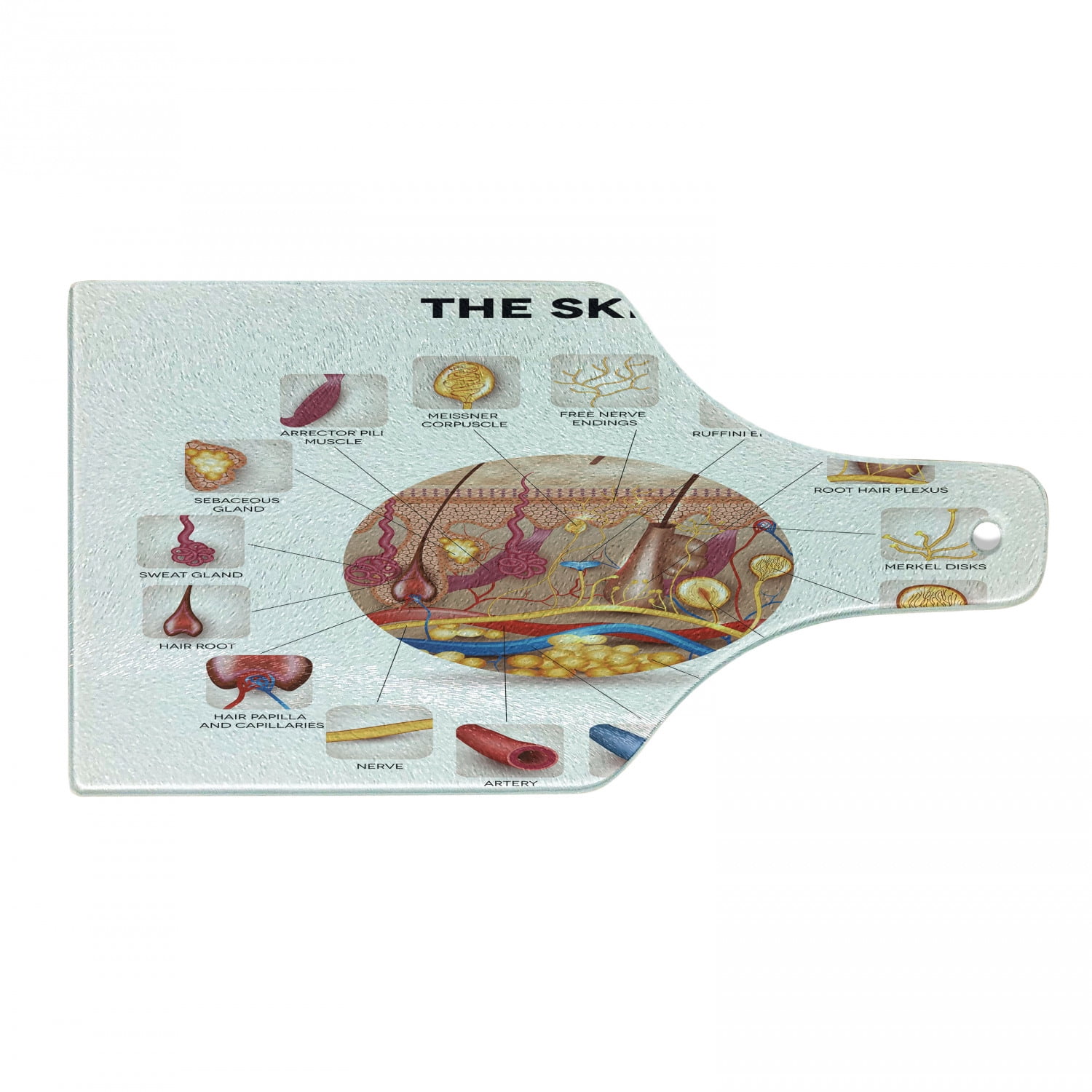 Science Cutting Board, Skin Anatomy Elements in Round Shaped Diagram ...