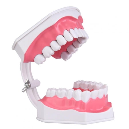 LHCER Study Teaching Teeth Model,Teeth Model, Teaching Teeth Model With ...