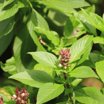 Sweet Basil | Two Live Herb Plants | Non GMO, Gardener Favorite ...
